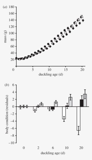Average (a) Duckling Growth - Diagram - 630x1098 PNG Download - PNGkit