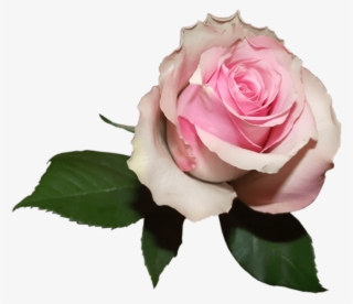 Soft Pink Rose Clipart Png Image - Pink Rose Clip Art - 6268x5859 PNG ...