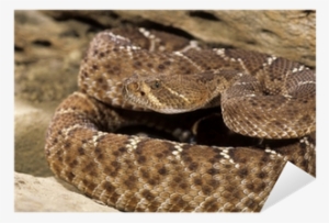 Rattlesnake Clipart Venomous Snake - Crofab - 770x511 PNG Download - PNGkit