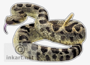 Northern Pacific Rattlesnake Decal - Northern Pacific Rattlesnake Gif ...