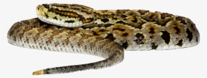 Burmese Python - 4928x3264 PNG Download - PNGkit