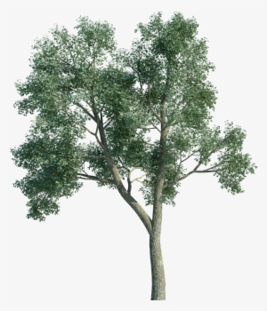 Free 3d Tree Object - 1000x800 PNG Download - PNGkit