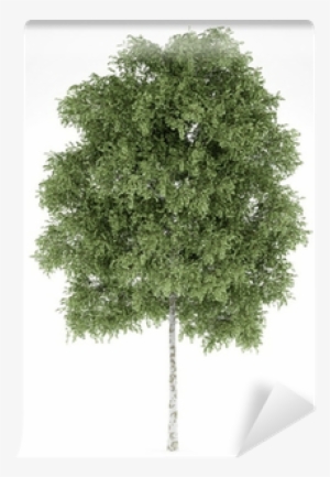 Birch Trees Png - White Birch Trees Png - 600x600 PNG Download - PNGkit