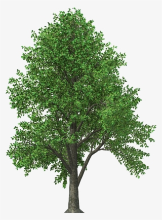 Cedar Tree PNG, Free HD Cedar Tree Transparent Image - PNGkit