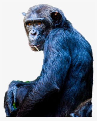 Chimp - Common Chimpanzee - 700x723 PNG Download - PNGkit