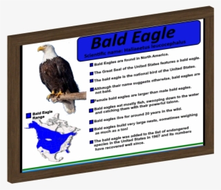 Birds Of Prey Signs 01 - Bald Eagle - 858x853 PNG Download - PNGkit