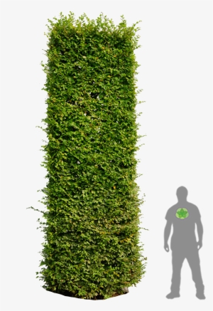 Hedges Clipart Plan - Hedges For Photoshop - 900x1200 PNG Download - PNGkit