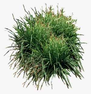 Bamboo - Sweet Grass - 374x366 PNG Download - PNGkit