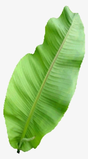 Ensete - 290x486 PNG Download - PNGkit