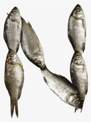 Fish Font - Fish Letter N - 595x595 PNG Download - PNGkit