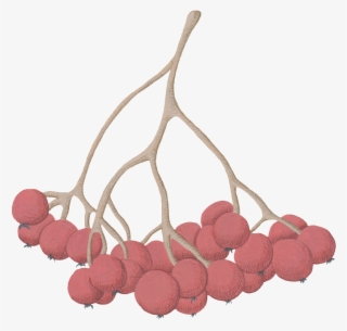 Cartoon Hawthorn Png Images - Illustration - 1024x977 PNG Download - PNGkit