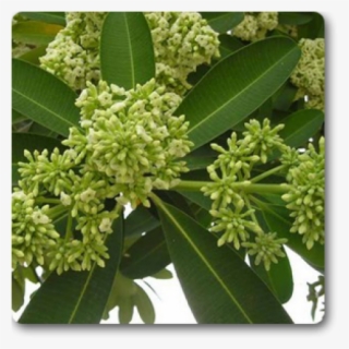 Alstonia Scholaris Tree - 650x489 PNG Download - PNGkit