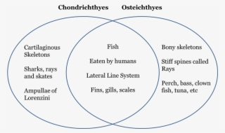 Picture - Venn Diagram Of Chondrichthyes And Osteichthyes - 1100x669 ...