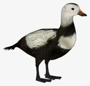Labrador Duck M - Labrador Duck Png - 622x622 PNG Download - PNGkit