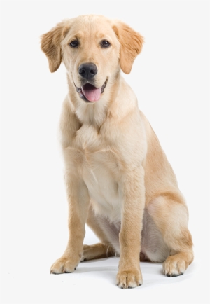Bigstock Labrador Retriever 2080368 - Golden Labrador Transparent ...