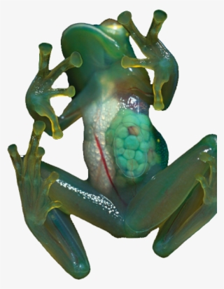 This Is An Amazing Photo Of A Frog , Are Those Eggs - Transparent Frogs ...