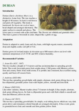 Pdf - Tree - 600x776 PNG Download - PNGkit