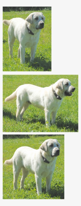 Chibi Labrador - Golden Retriever Puppy Cartoon - 2480x3508 PNG ...