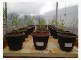 Piatã Grass Twelve Days After Sowing - Flowerpot - 903x346 PNG Download ...