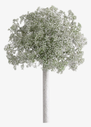 Baby Breath Flower Png - 245x700 PNG Download - PNGkit