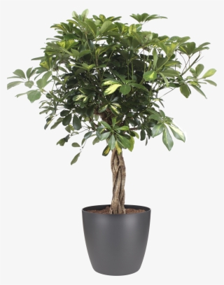 Ficus Sur - Tree Transparent - 2880x3733 PNG Download - PNGkit