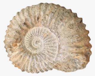 Ammonite - Ammonite Fossil Png - 736x460 PNG Download - PNGkit