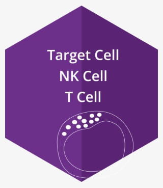 Target Cell, Nk Cell, T Cell - Graphic Design - 1299x1500 PNG Download ...
