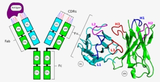 An Antibody - Tcr Cdr - 845x431 PNG Download - PNGkit
