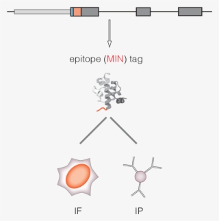Using The Min-antibody For Immunoprecipitation - Diagram - 1000x1027 ...