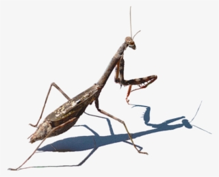 Mantis Png, Download Png Image With Transparent Background, - Mantidae ...