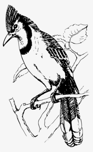 Bird Bulbul Drawing Blue Jay - Bulbul Drawing - 458x750 PNG Download ...