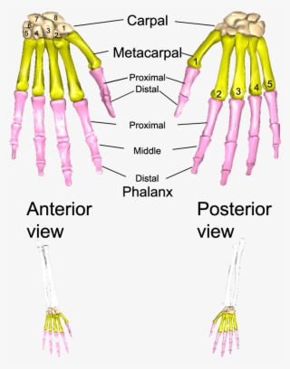 The Bones Of The Left Hand - Illustration - 864x936 PNG Download - PNGkit