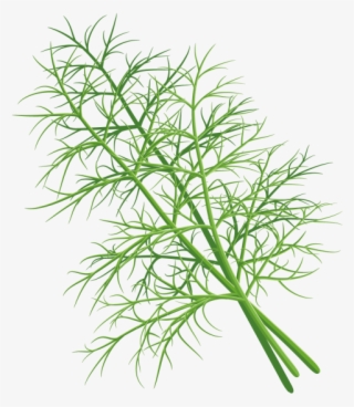 Dill - Grass - 866x650 PNG Download - PNGkit