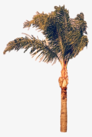 Palmera Sticker - Pond Pine - 1024x1523 PNG Download - PNGkit