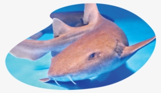 Shark-inv - Rat - 612x792 PNG Download - PNGkit