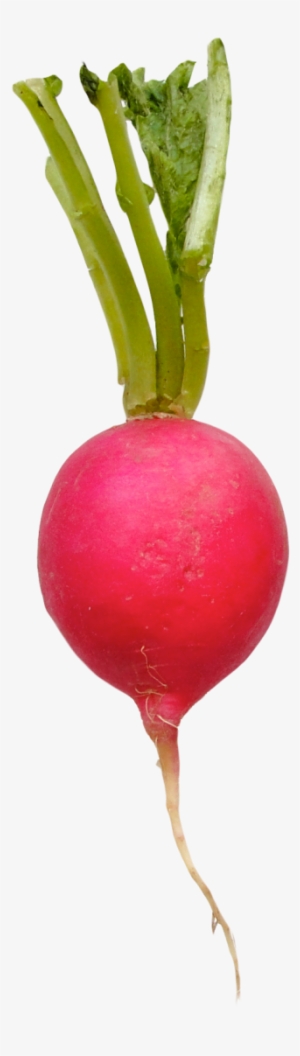 Radish Transparent Images Png - Radish Png - 500x1156 PNG Download - PNGkit