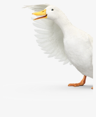 Aflac Duck Png - Insurance - 700x529 PNG Download - PNGkit