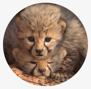 Cheetah Cubs Den 48287 - Cheetah Cubs Png - 456x443 PNG Download - PNGkit
