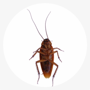 Cockroach - Carpenter Ant - Bed Bug - Solutions Pest - Cockroach ...