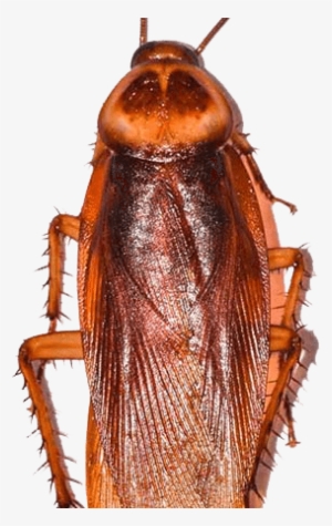 Madagascar Hissing Cockroach Drawing Cartoon Oriental - Cockroach ...