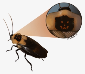 Cockroach Drawing Cute - Cockroach - 800x657 PNG Download - PNGkit