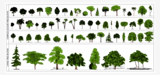 Plan And Elevation Of Trees - 645x645 PNG Download - PNGkit