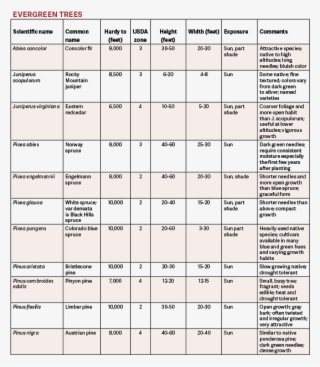 Table - List Of All The Trees - 541x632 PNG Download - PNGkit