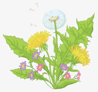1000 X 937 4 - Cartoon Dandelions - 1000x937 PNG Download - PNGkit