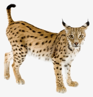Iberian Lynx No Background - 772x600 PNG Download - PNGkit