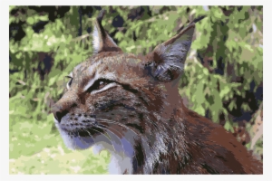 This Free Icons Png Design Of Lynx Lynx-4 - 2400x1604 PNG Download - PNGkit