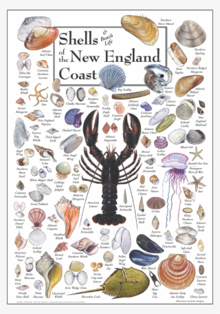 Types Of Shells - Animals With Shell Body Covering - 640x588 PNG ...