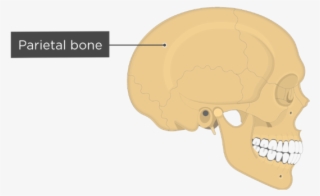 Skull Bones - Lateral View - Parietal Bone - External Acoustic Meatus ...