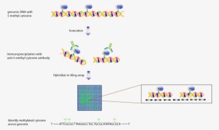 Chip Fig 4 - Tiling Arrays - 837x524 PNG Download - PNGkit