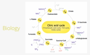Annotated Drawing Biological - Citric Acid Cycle - 907x515 PNG Download ...
